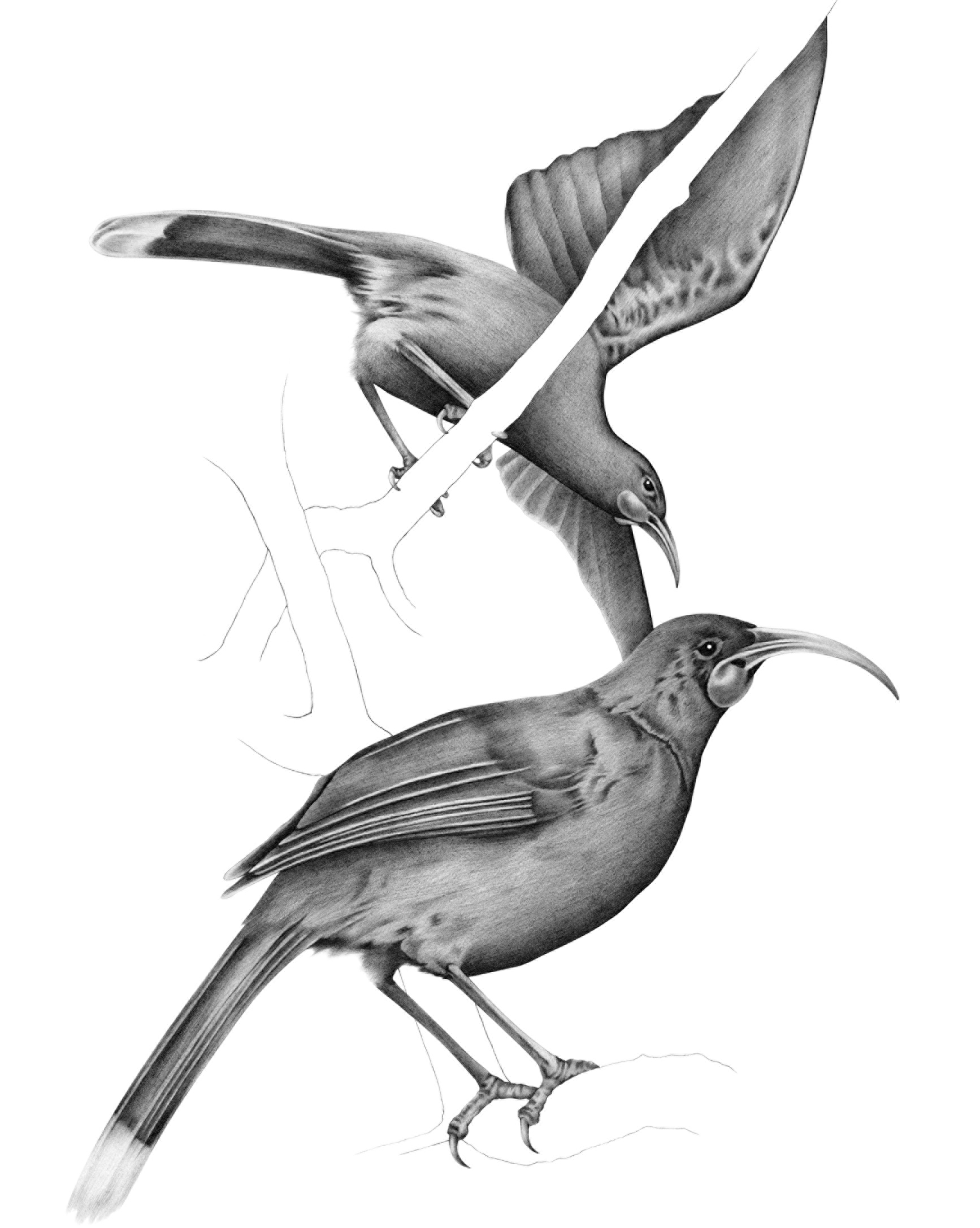 Huia Come Home – Working together to inspire cultural identity and ...